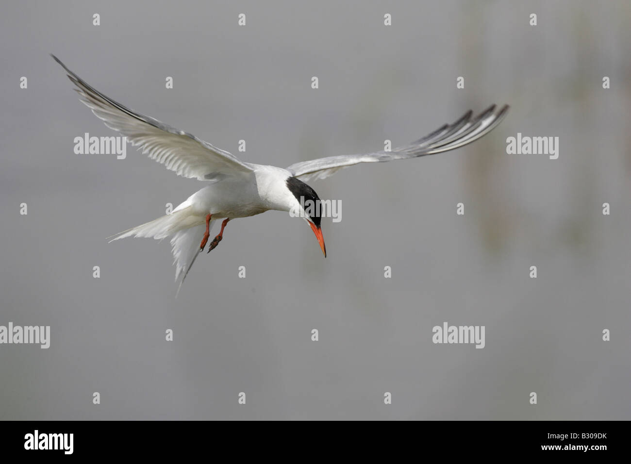 Common Tern in flight Stock Photo - Alamy