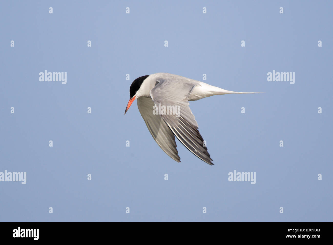Common Tern in flight Stock Photo - Alamy