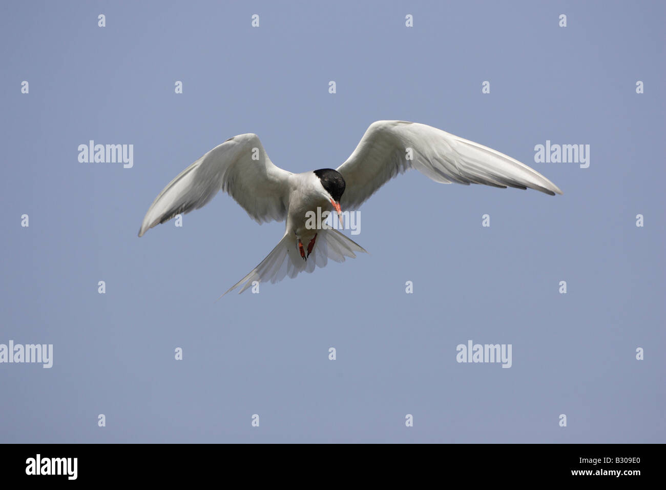 Common Tern in flight Stock Photo - Alamy