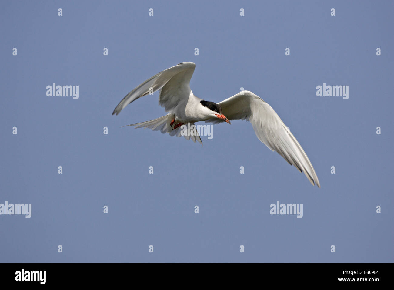 Common tern in flight hi-res stock photography and images - Alamy
