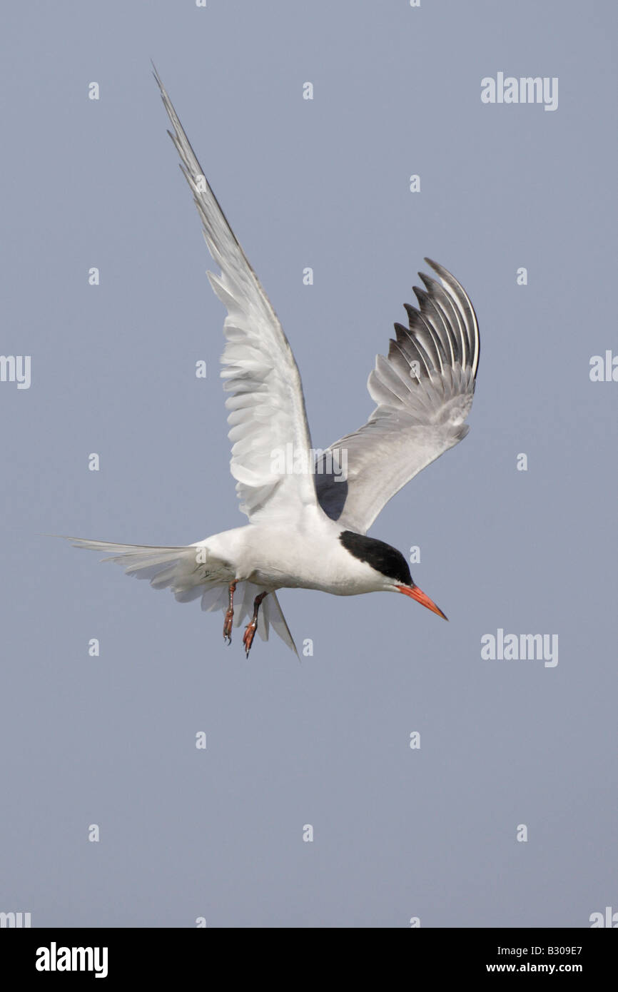 Common Tern in flight Stock Photo - Alamy