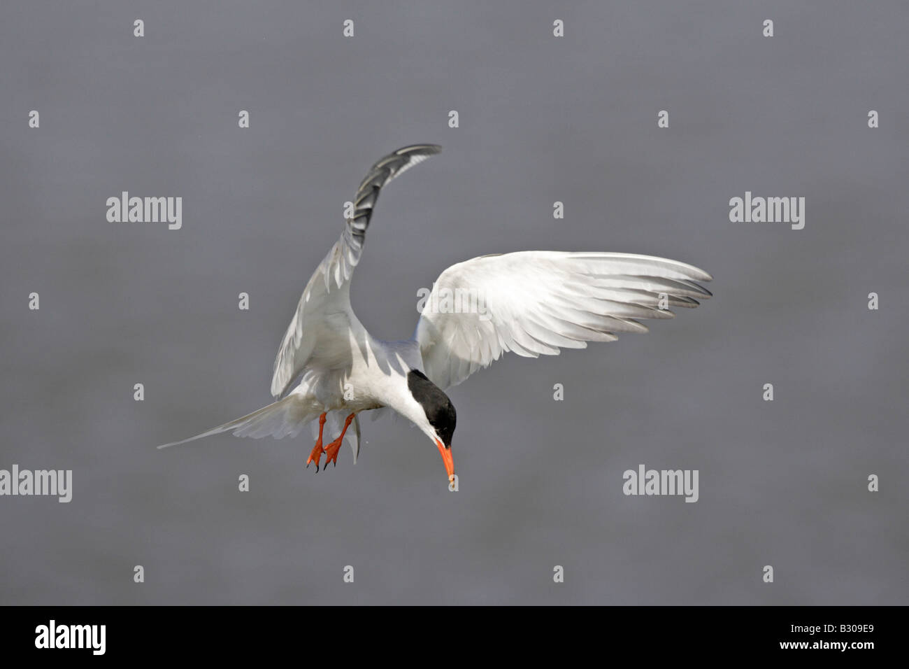 Common Tern in flight Stock Photo - Alamy