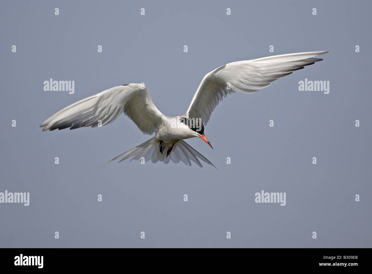 Common Tern in flight Stock Photo - Alamy
