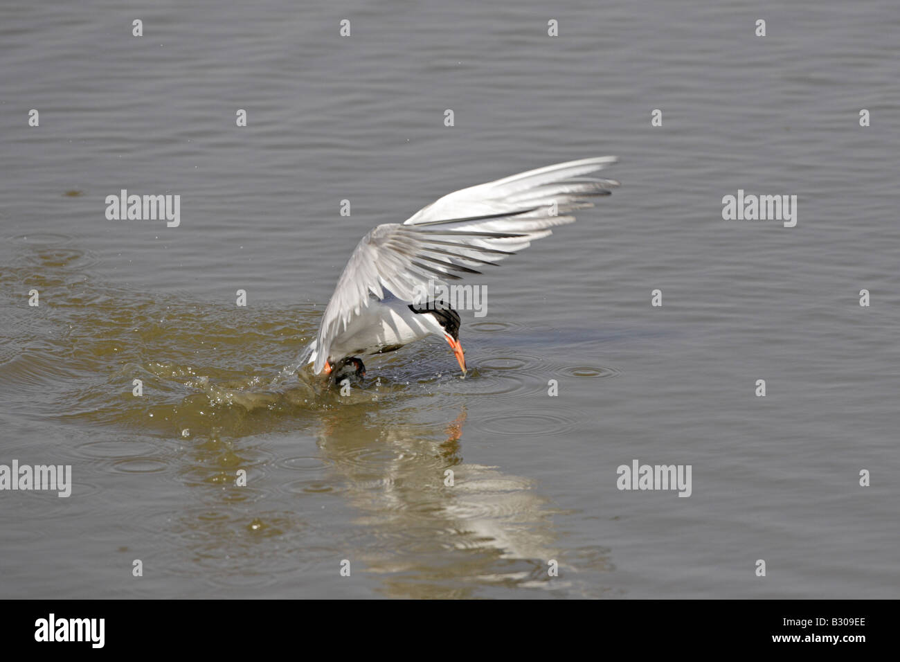 Tern fishing hi-res stock photography and images - Alamy