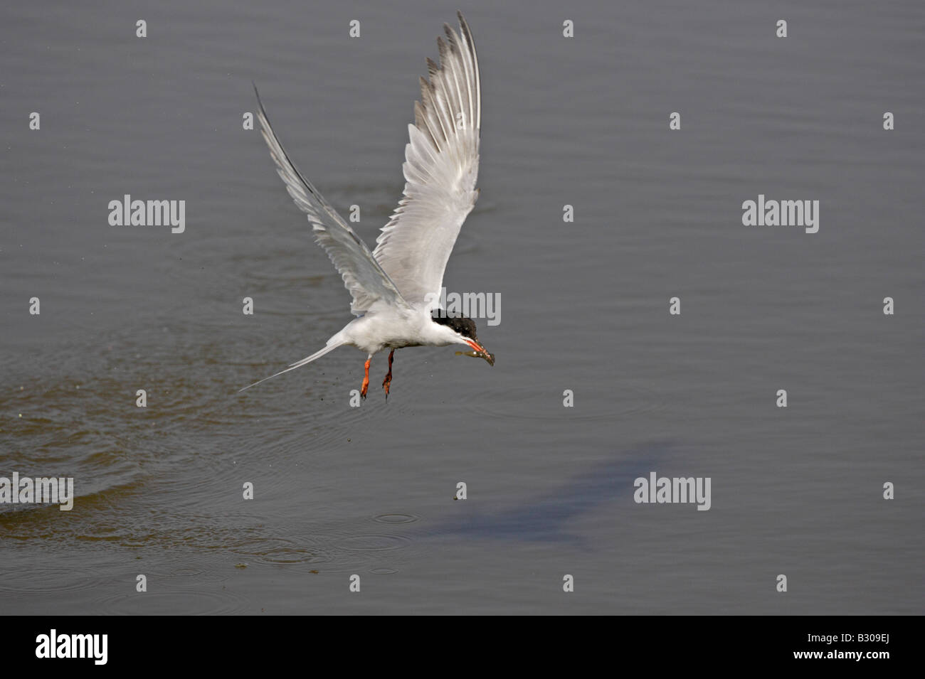 Tern fishing hi-res stock photography and images - Alamy
