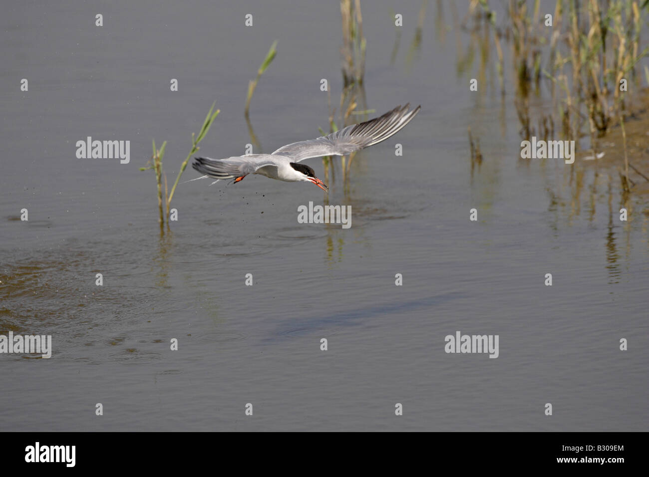 Tern fishing hi-res stock photography and images - Alamy