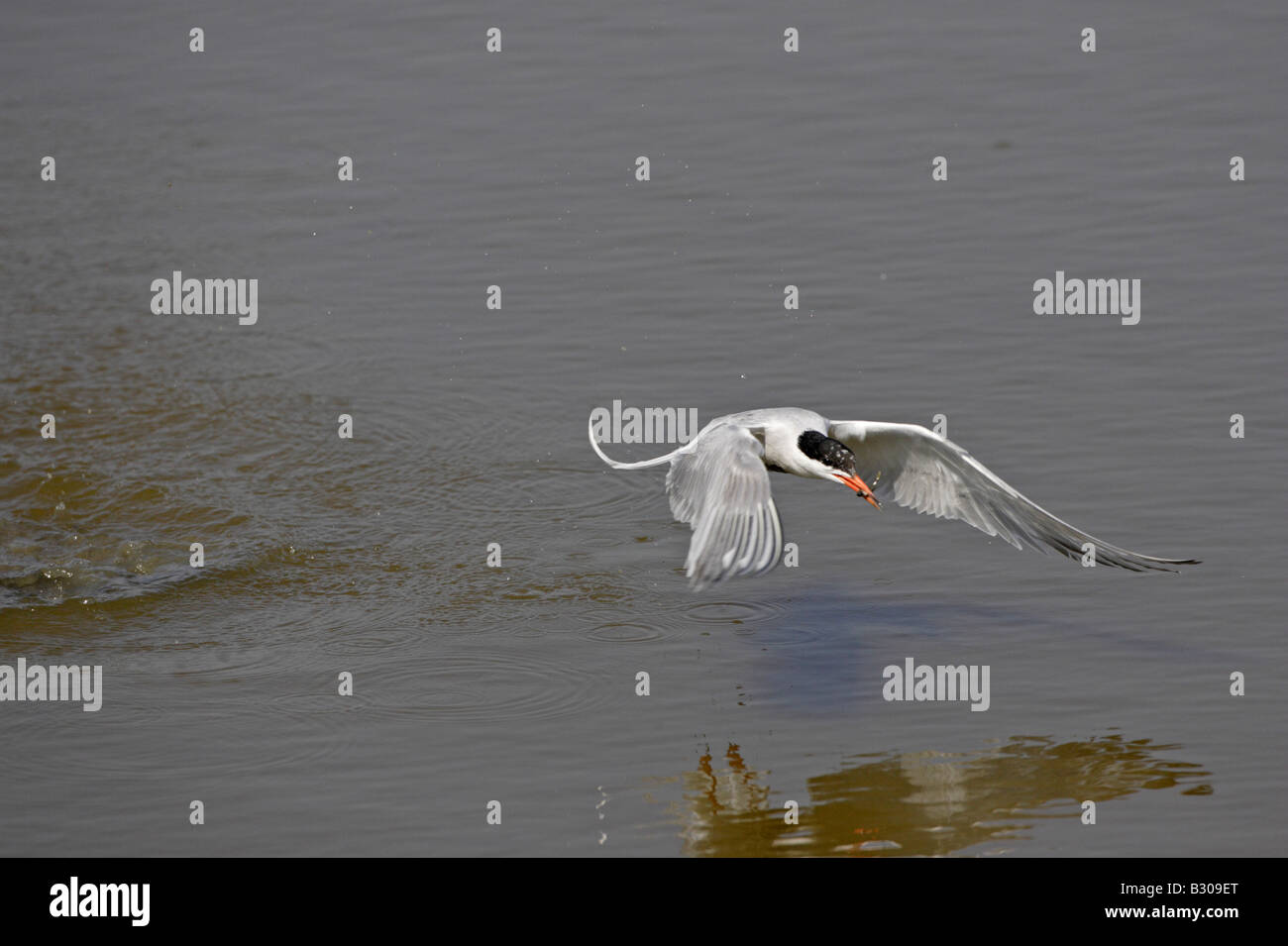 Tern fishing hi-res stock photography and images - Alamy