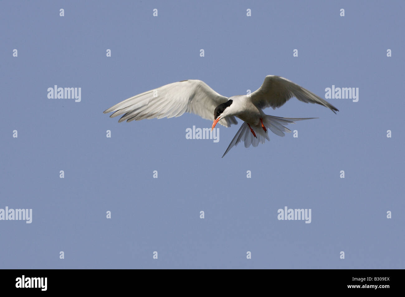 Common tern diving hi-res stock photography and images - Alamy