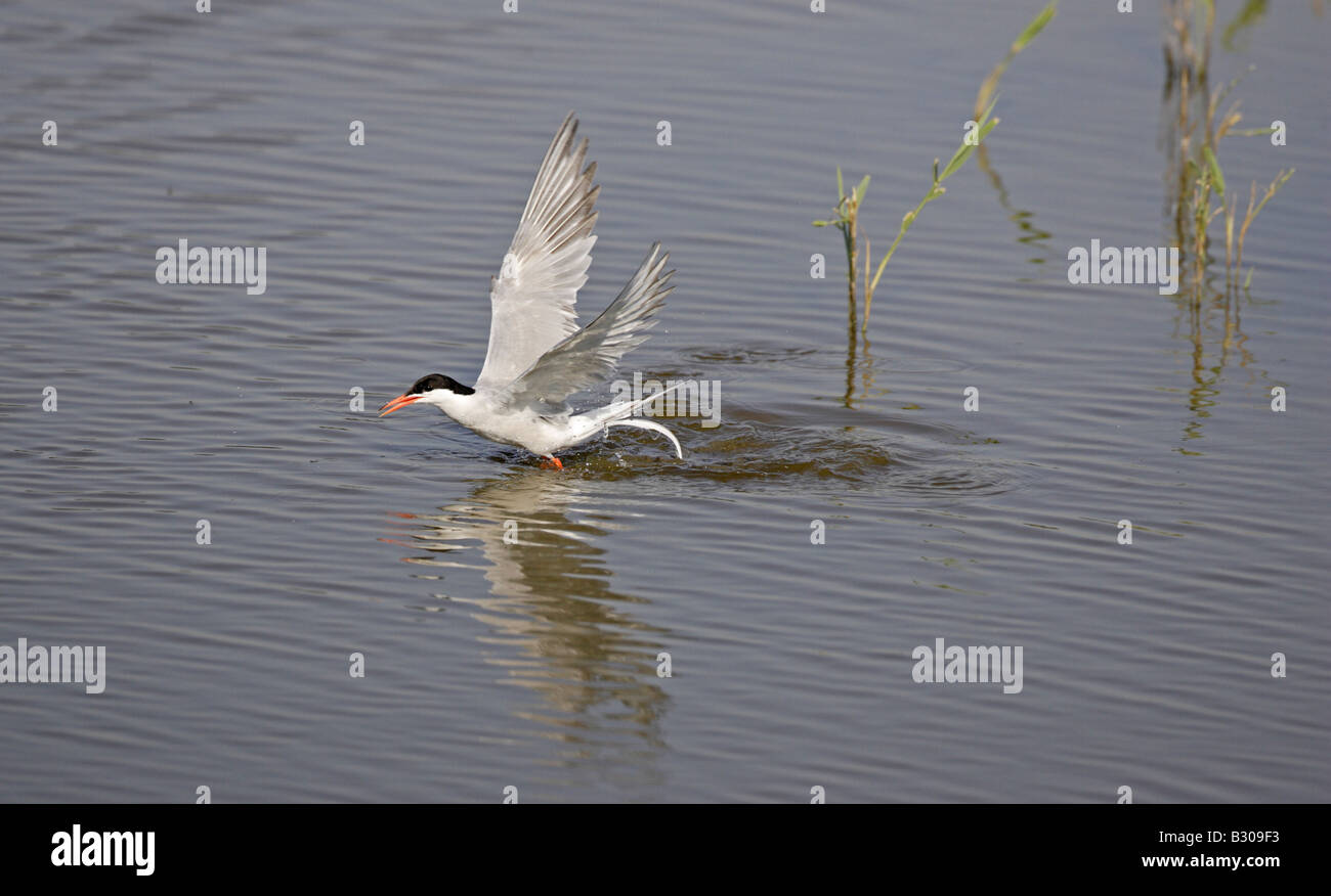 Common tern hi-res stock photography and images - Alamy