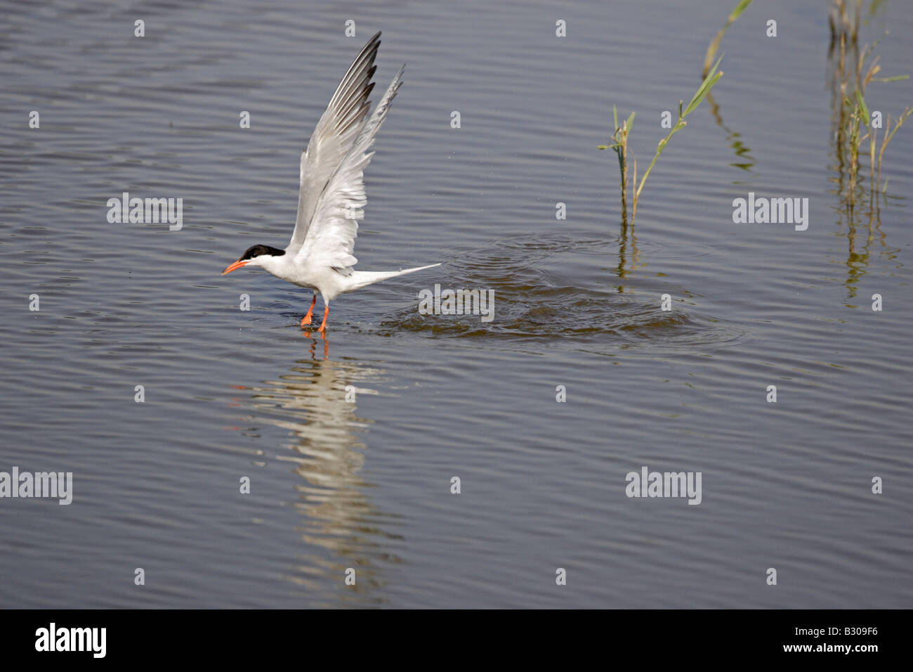 Common Tern fishing Stock Photo - Alamy