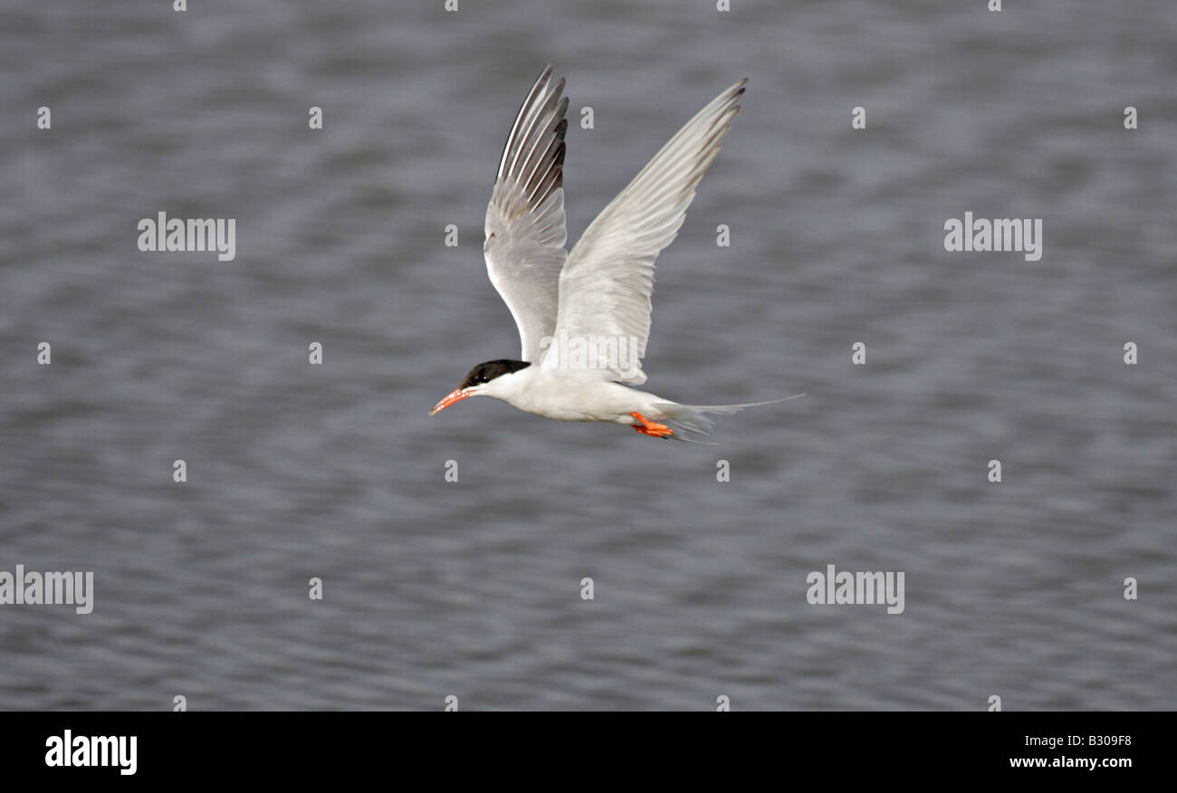 Tern in flight hi-res stock photography and images - Alamy