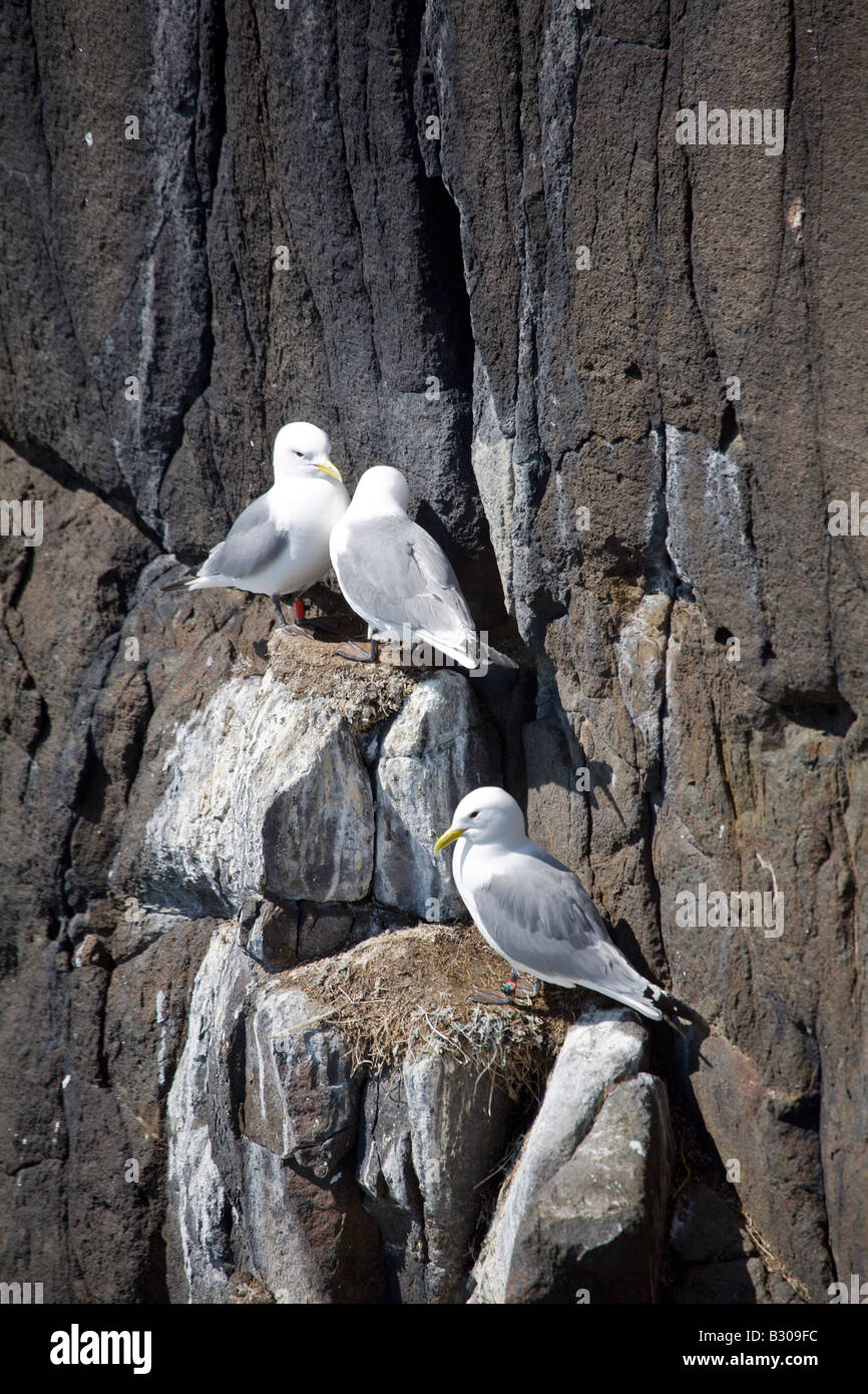 Cliffside Common gull (Larus canus) colony cliff face on Isle of May ...