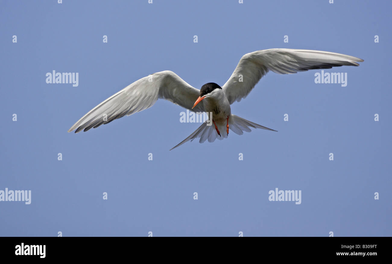 Common tern in flight Stock Photo - Alamy