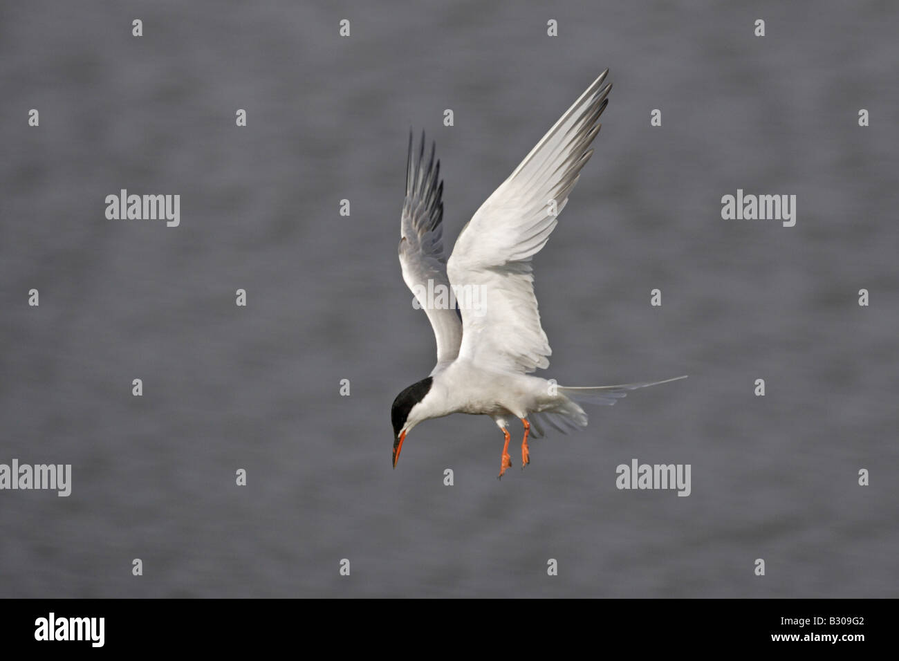 Hovering common tern hi-res stock photography and images - Alamy