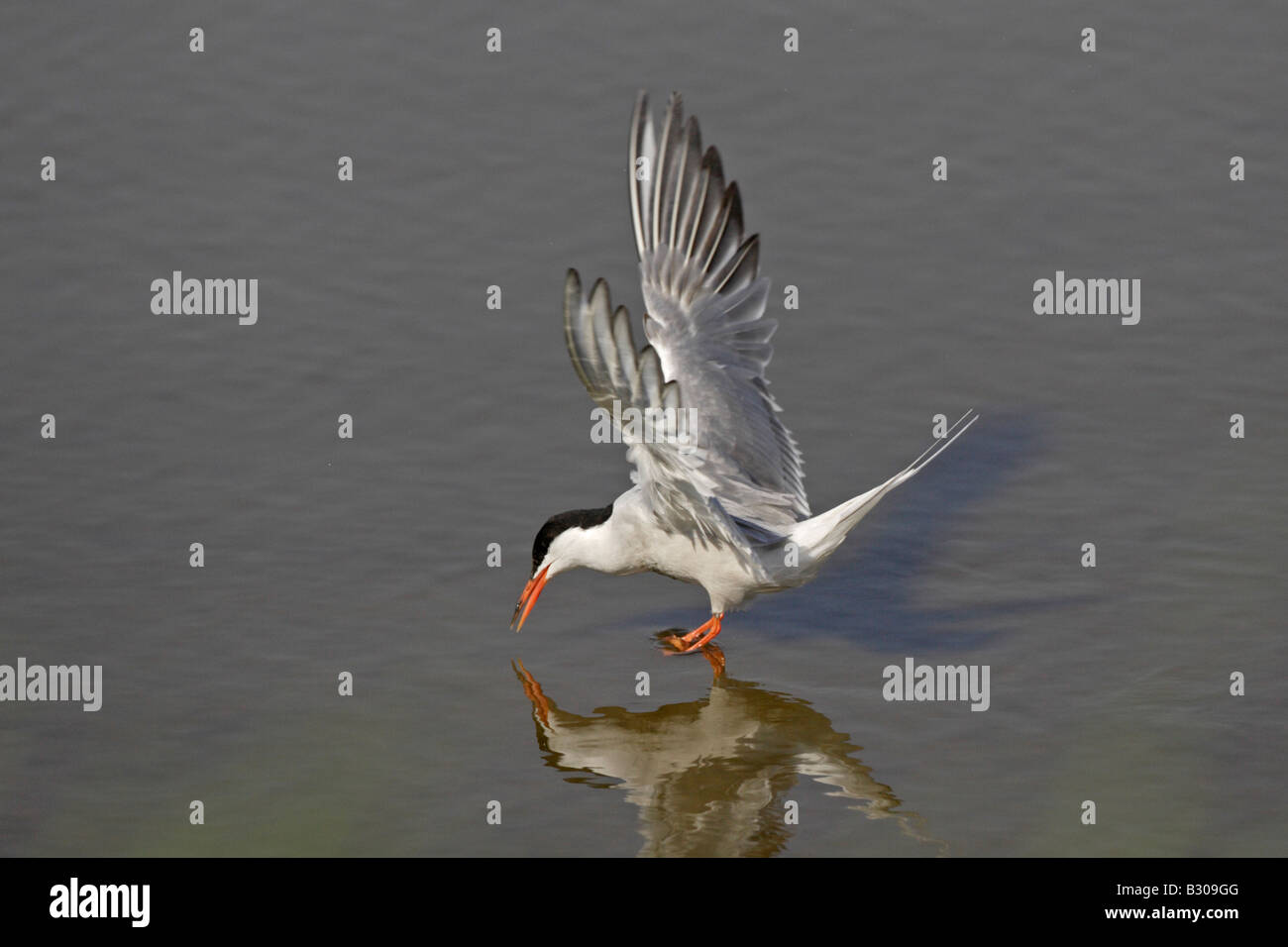 Common Tern fishing Stock Photo - Alamy