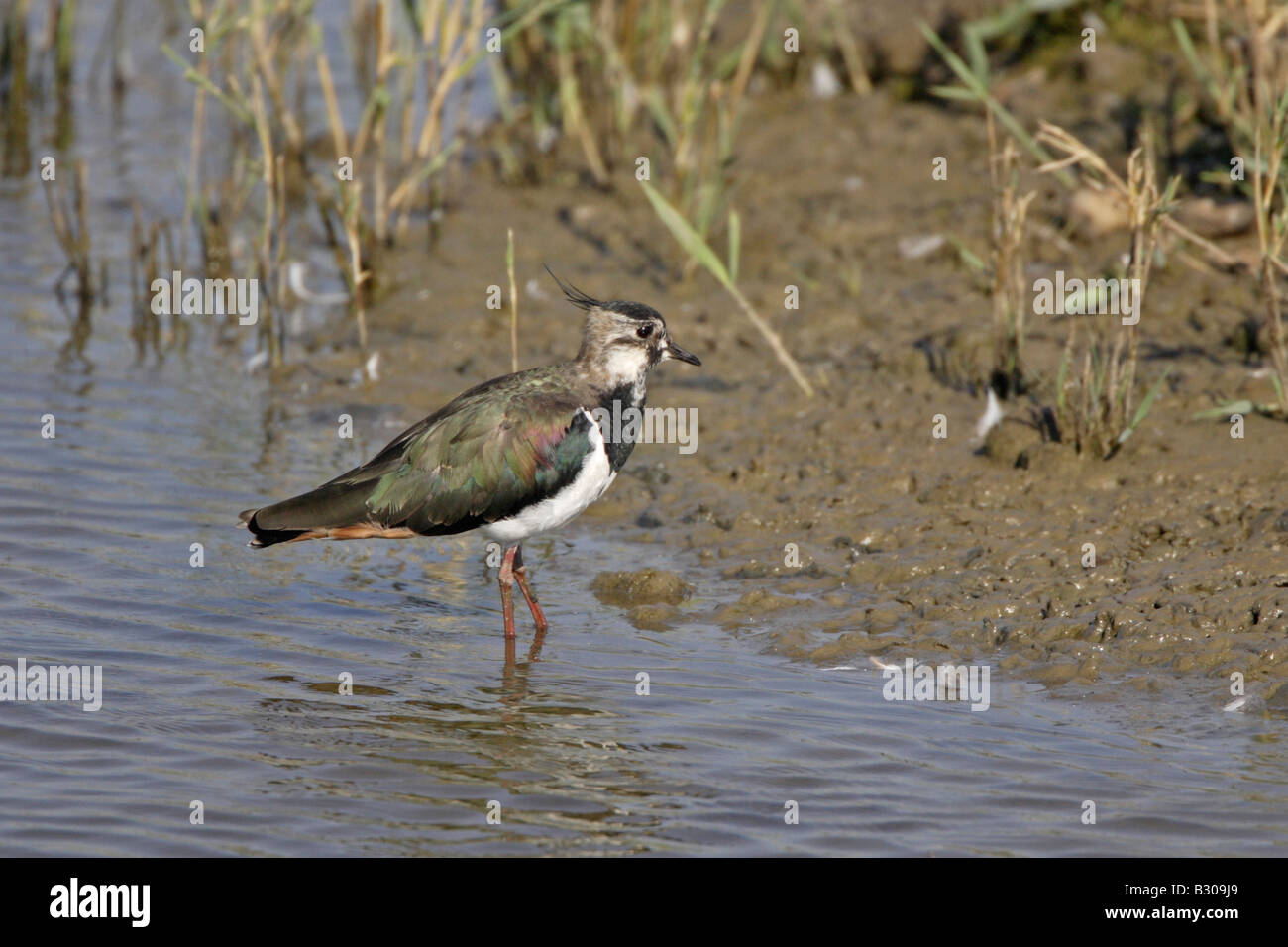 Northern Lapwing at Minsmere Stock Photo - Alamy