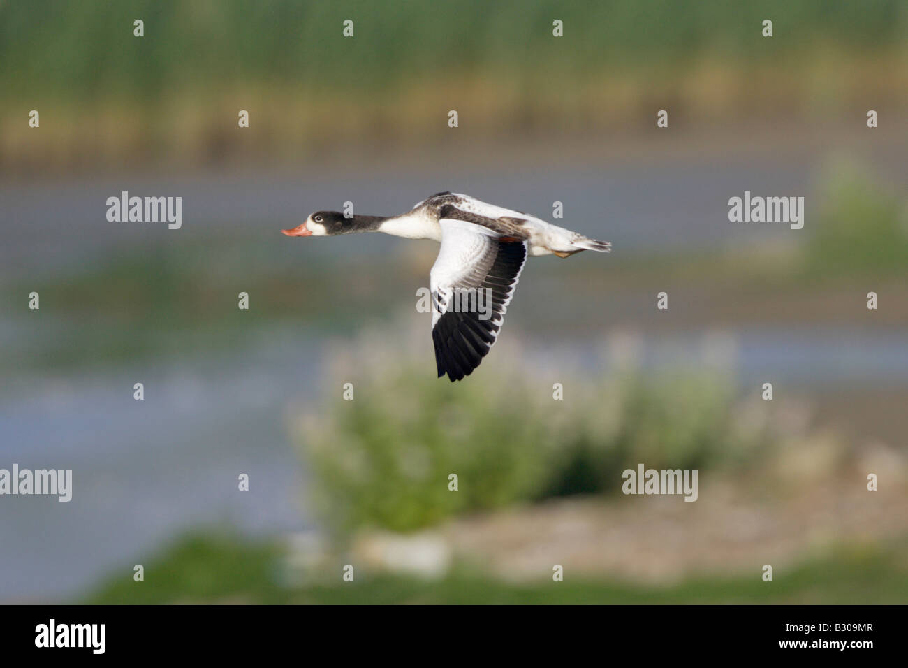 Juvenile shelduck hi-res stock photography and images - Alamy