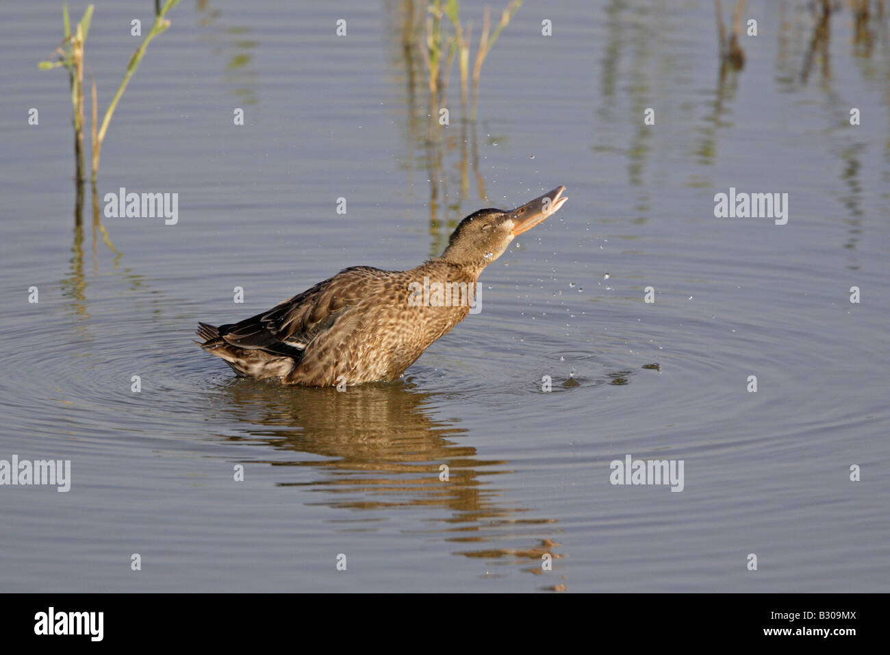 Female shoveler duck hi-res stock photography and images - Alamy