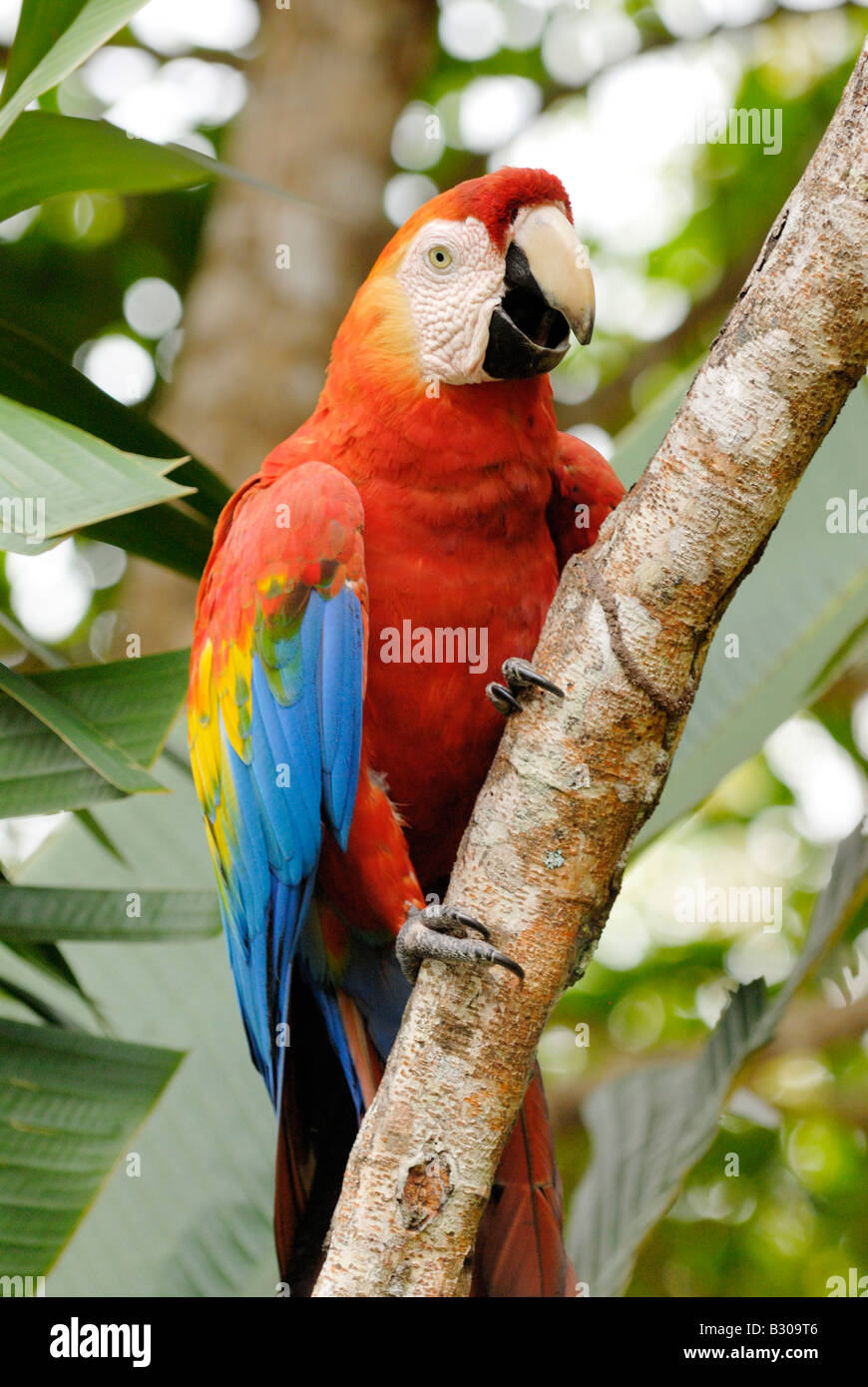 Parrots Of Venezuela Stock Photos & Parrots Of Venezuela Stock Images ...