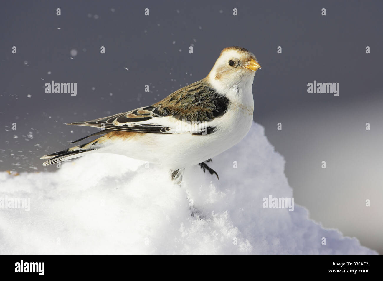 Snow Bunting (Plectrophenax nivalis), male in winter plumage perched on ...