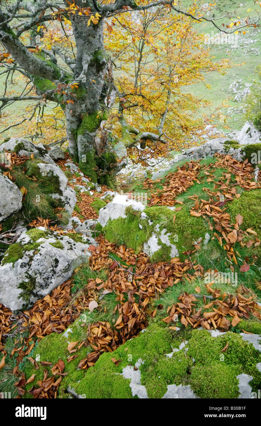 Spanish moss is not native to spain hi-res stock photography and images ...