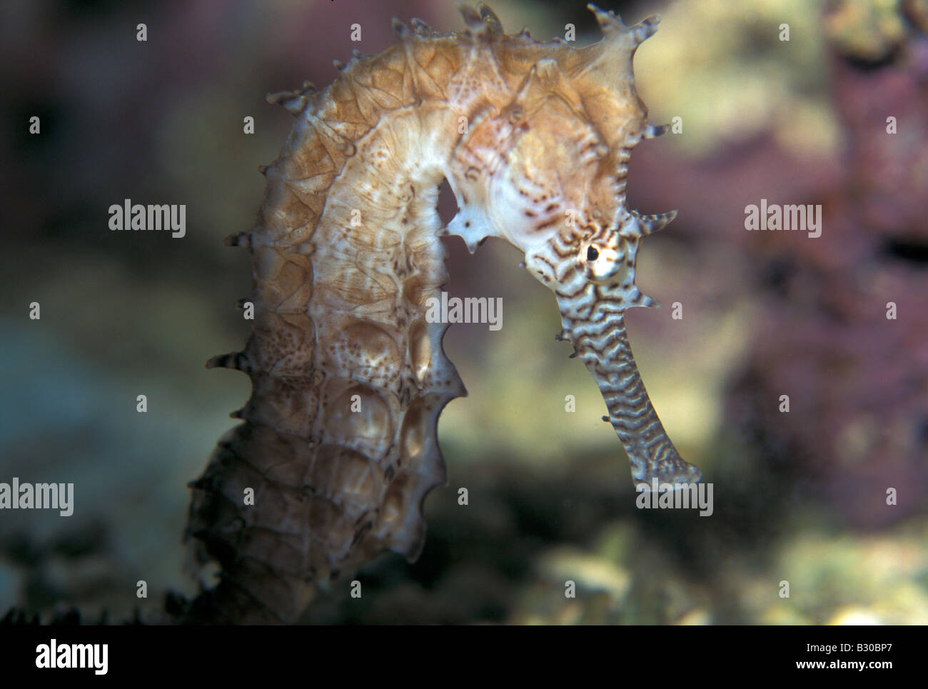 Hippocampus angustus, horsefish, Singnatidae Stock Photo - Alamy