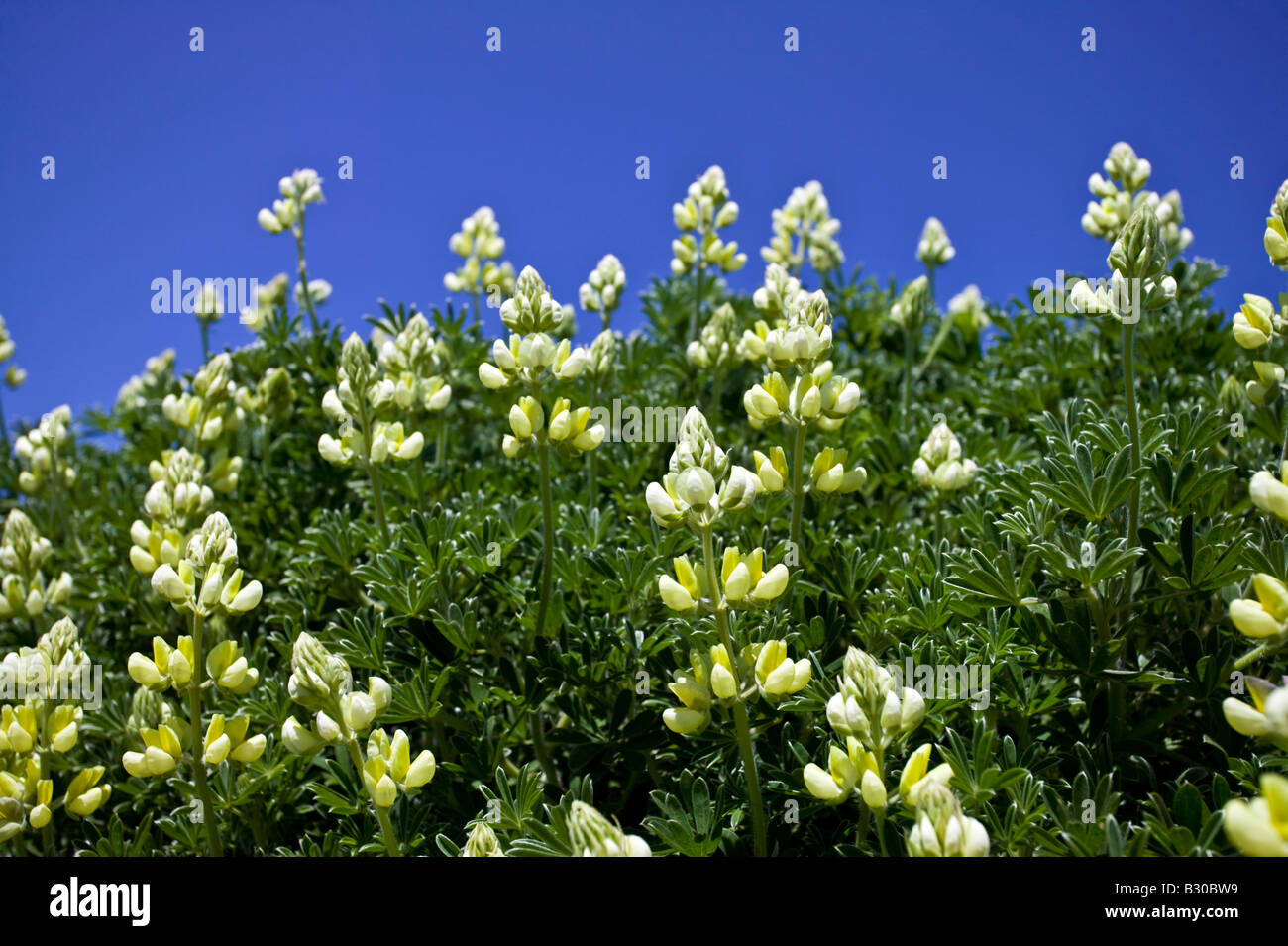 Lupinus arboreus hi-res stock photography and images - Alamy