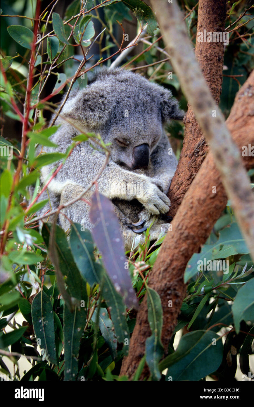 Koala asleep in a tree Stock Photo - Alamy