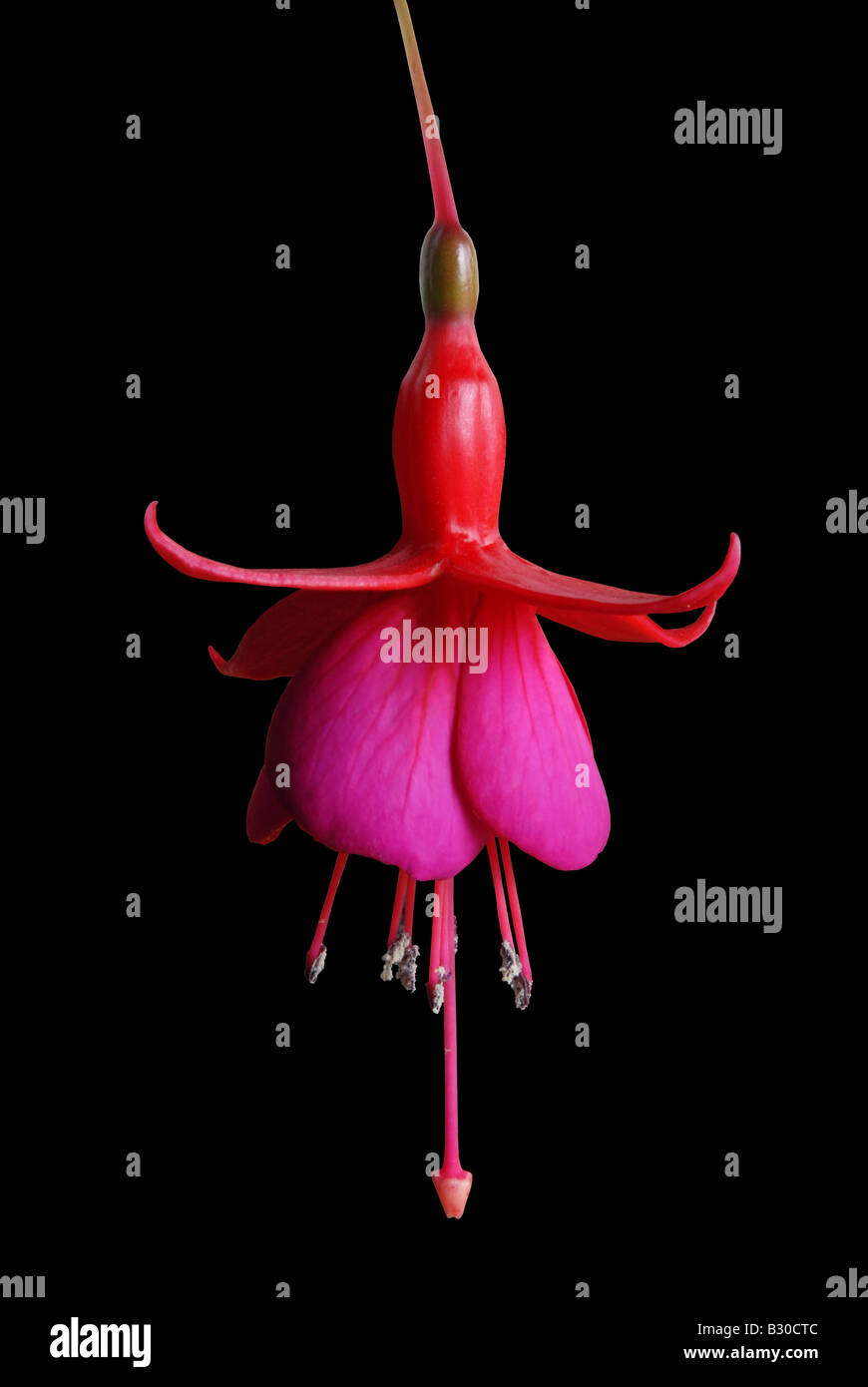 Pink fuschia flower hi-res stock photography and images - Alamy