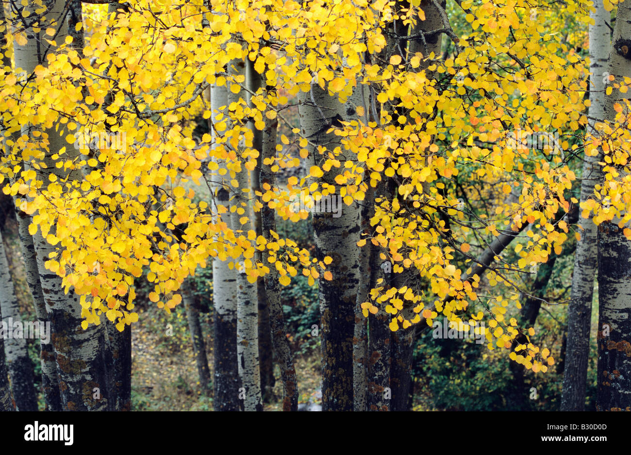 Populu hi-res stock photography and images - Alamy