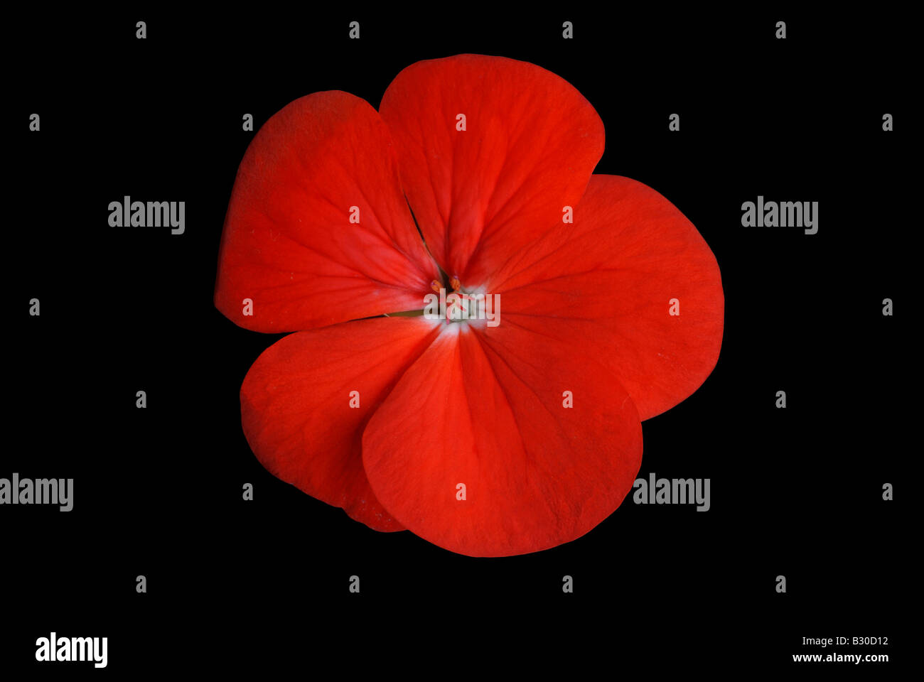 Single Geranium Bloom cut out Stock Photo - Alamy