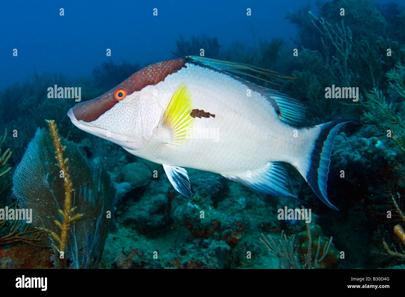Coral Hogfish High Resolution Stock Photography and Images - Alamy