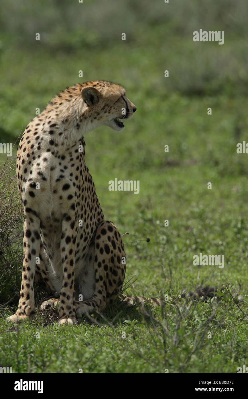 Saharan cheetah hi-res stock photography and images - Alamy