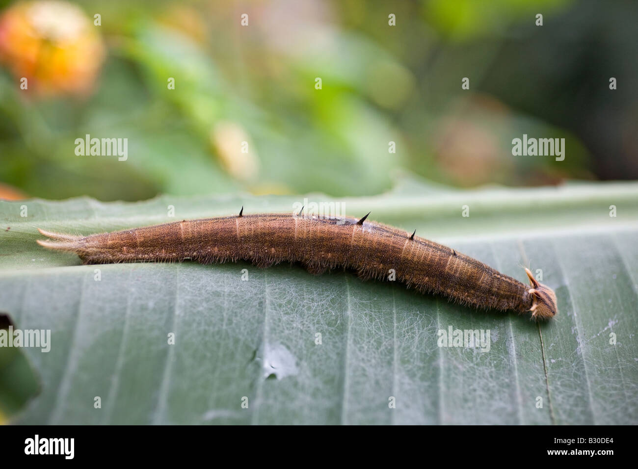 Victoria butterfly gardens hi-res stock photography and images - Alamy