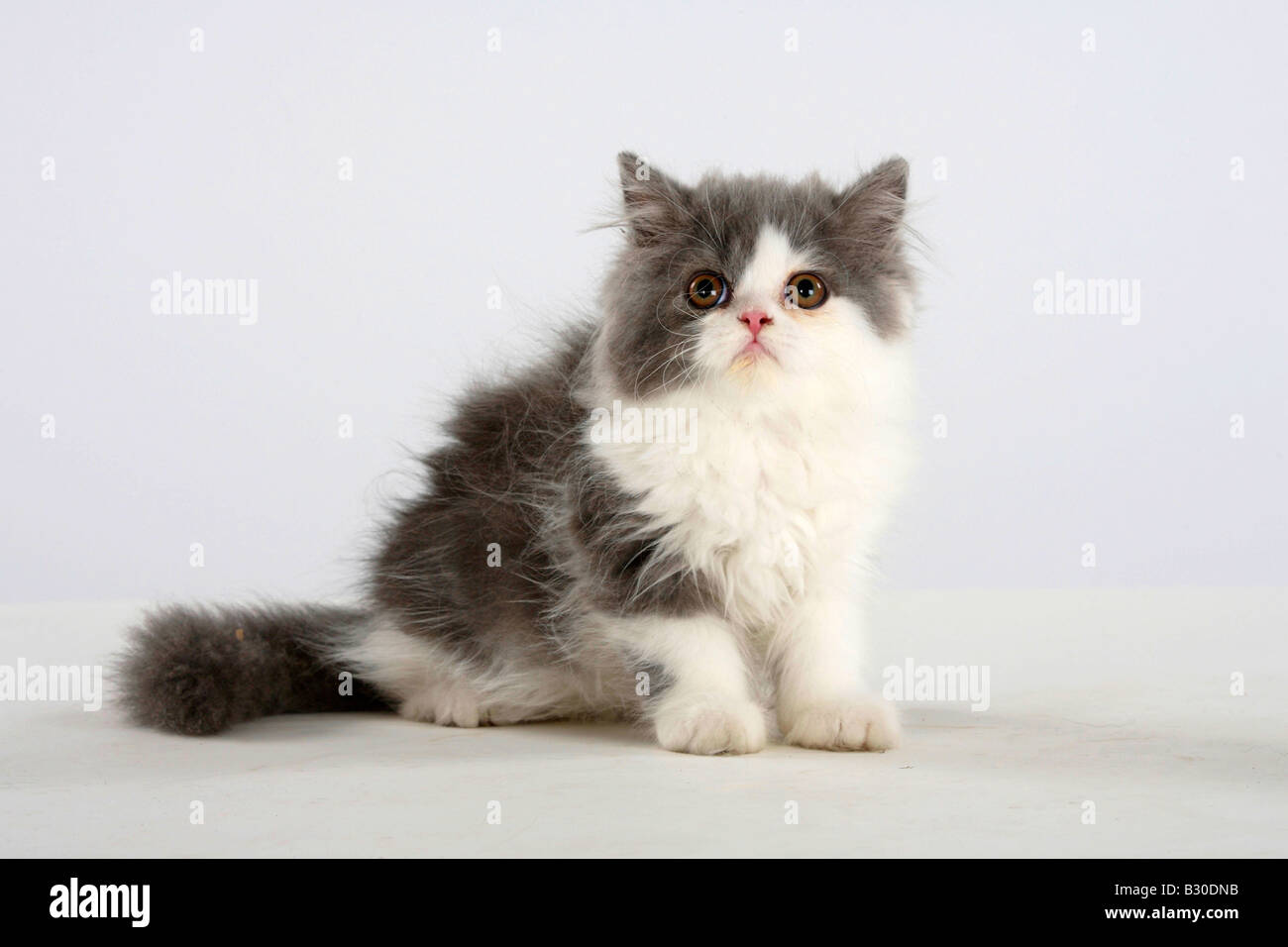 Persian kitten Cut Out Stock Images & Pictures - Alamy