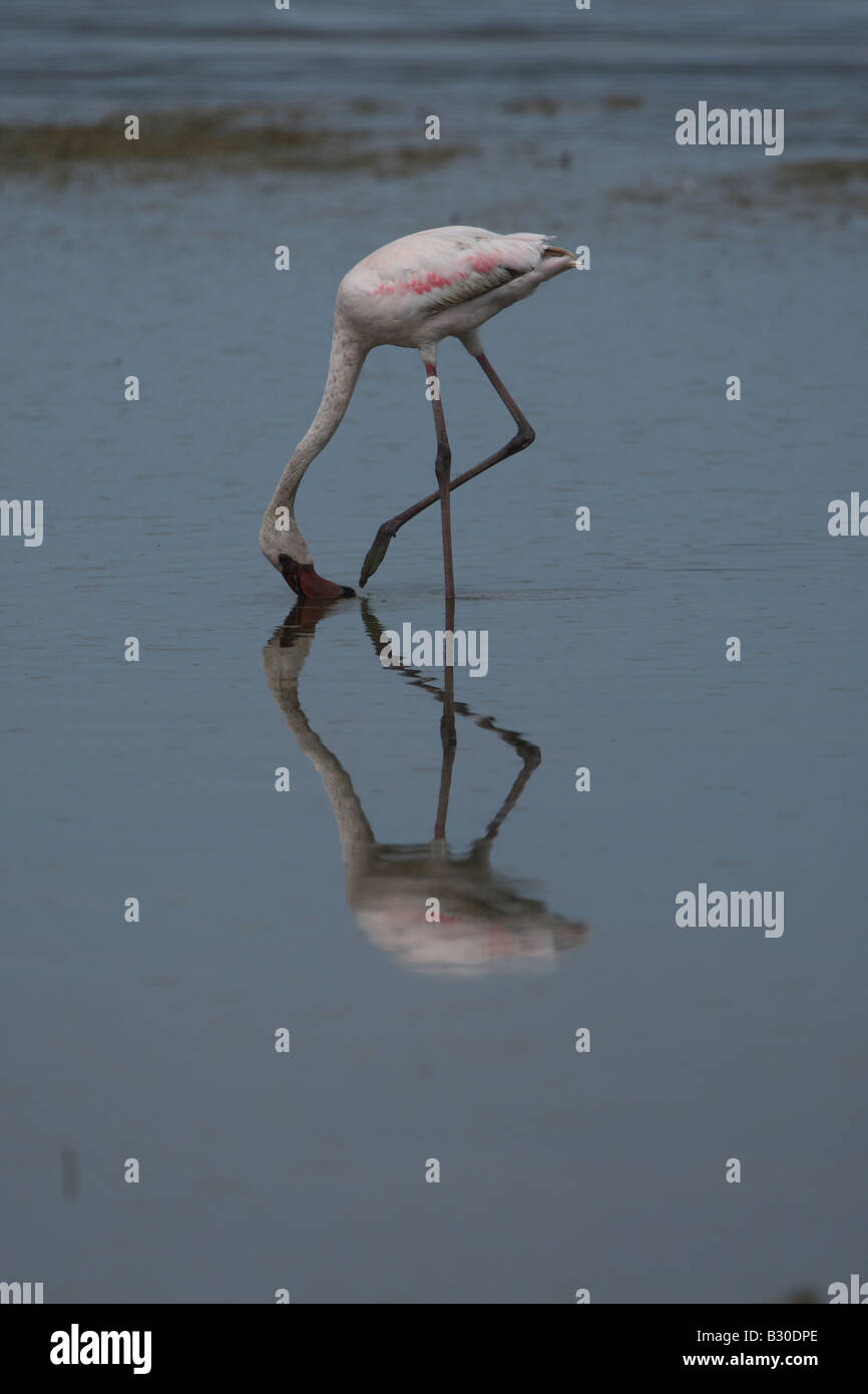 Flamingo faces hi-res stock photography and images - Alamy