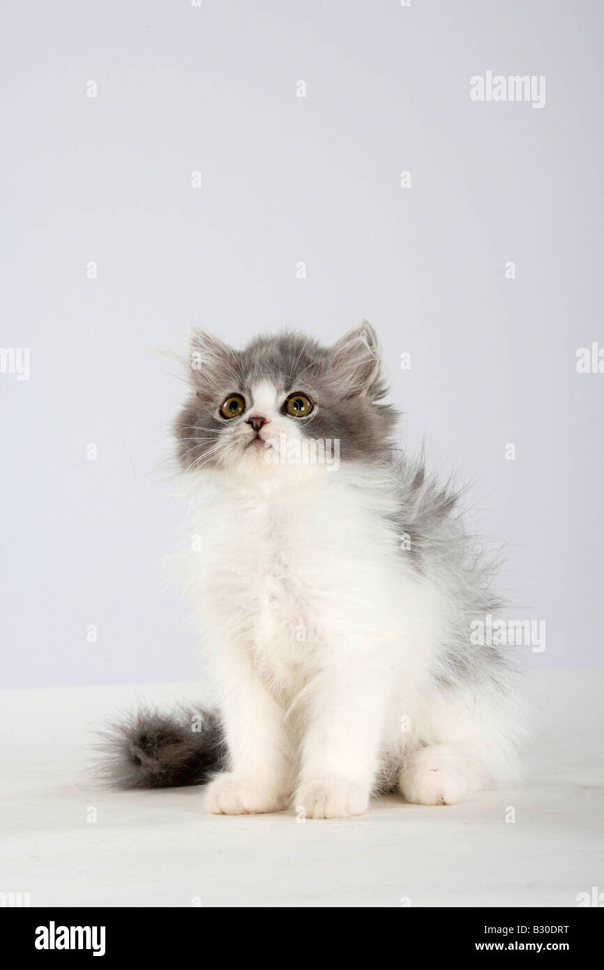 Persian kitten Cut Out Stock Images & Pictures - Alamy