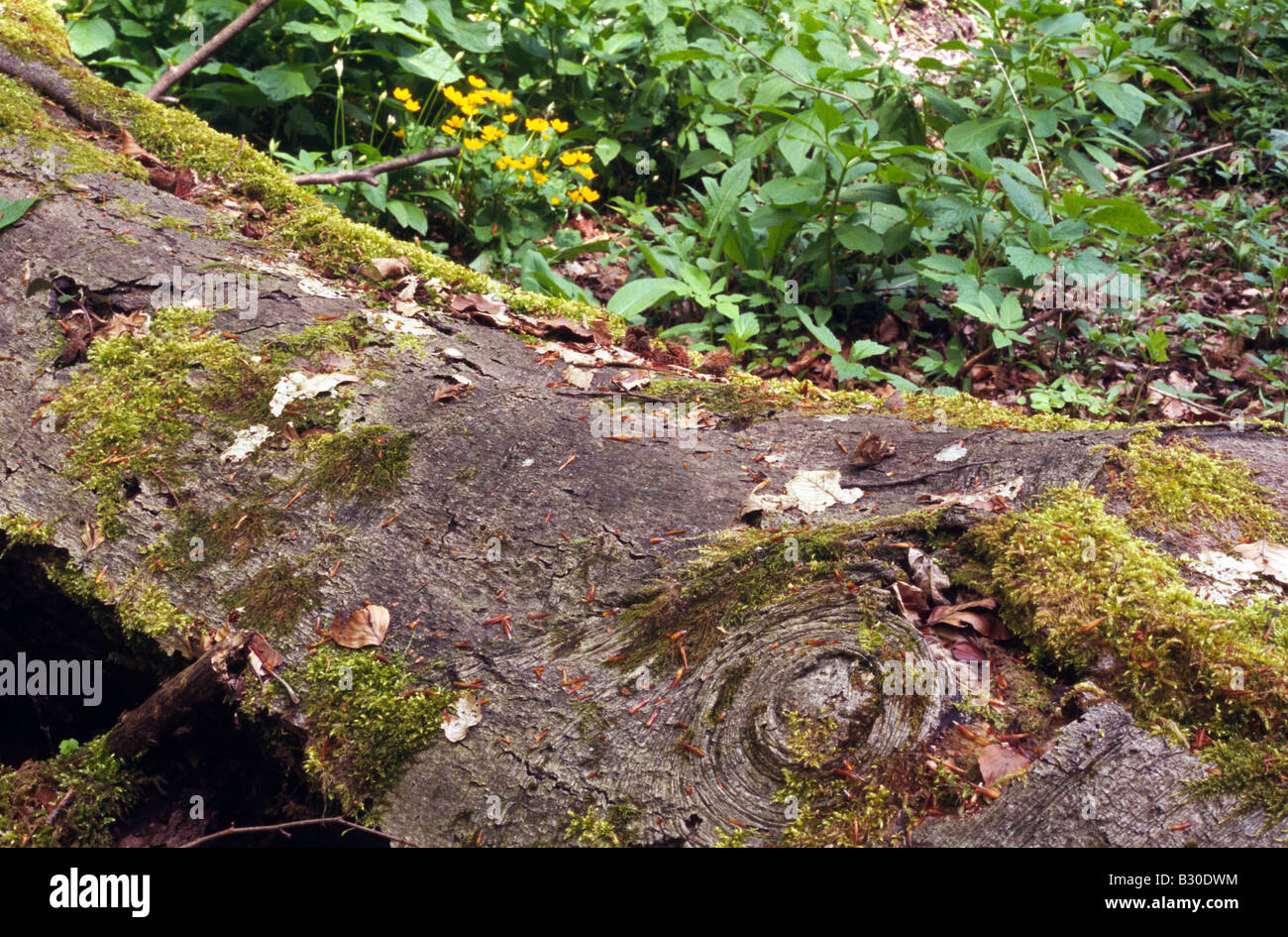 Wooden scenery spring Stock Photo - Alamy