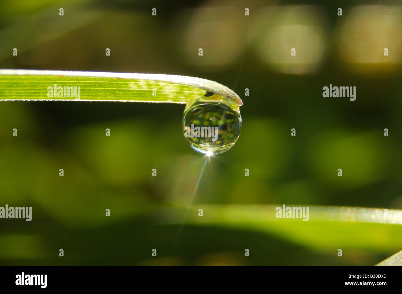 Dew drop on blade of grass Stock Photo - Alamy