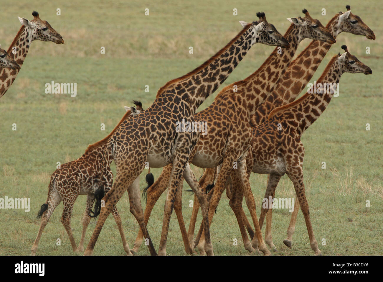 Baby giraffe running hi-res stock photography and images - Alamy