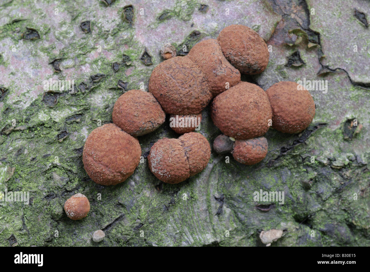 Beech Woodwart - Hypoxylon fragiforme Stock Photo - Alamy