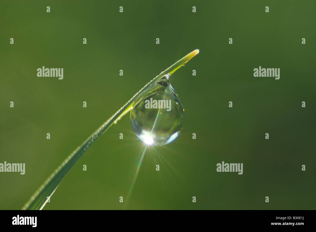 Dew drop on blade of grass Stock Photo - Alamy