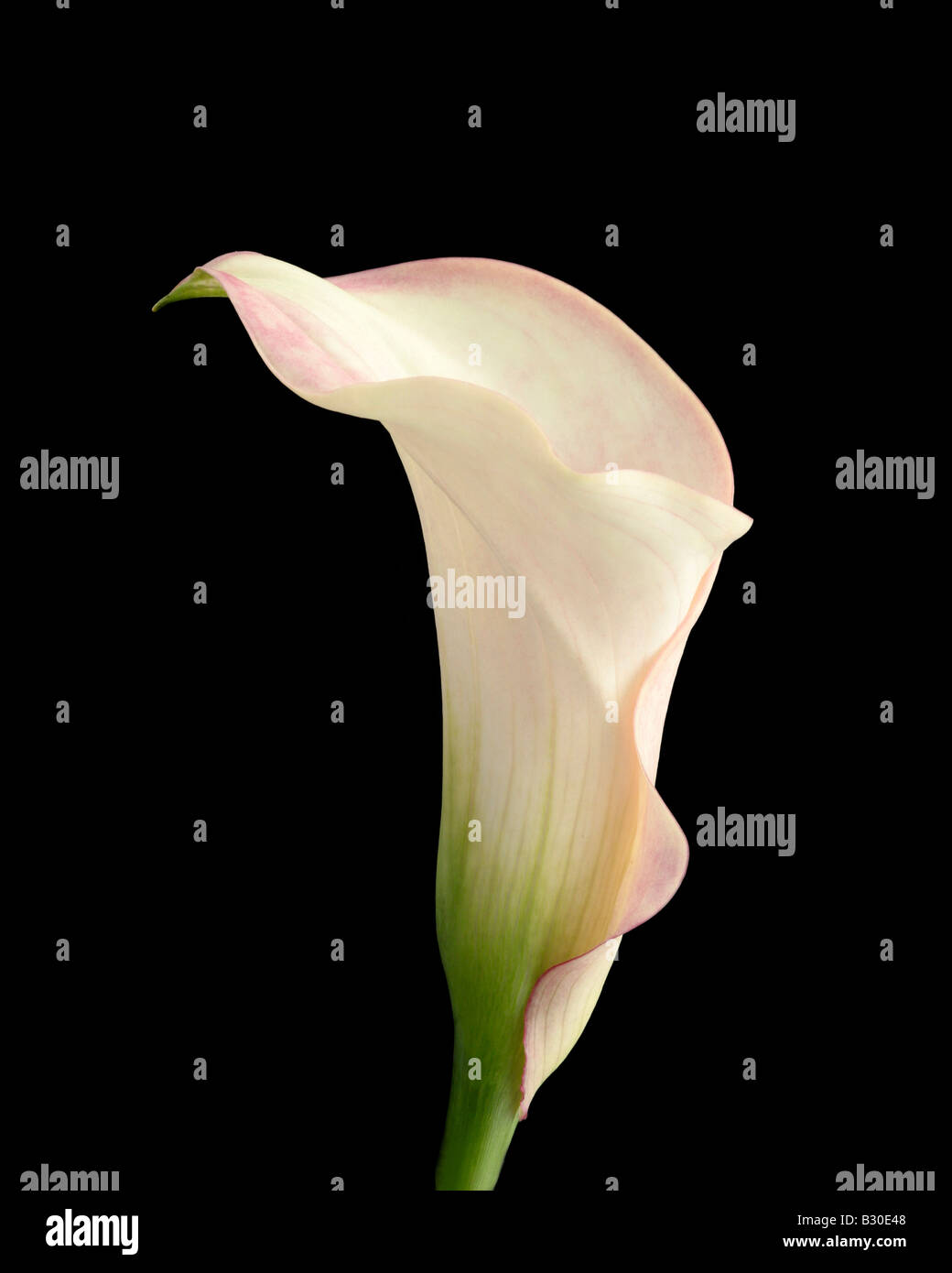 Single Calla Lily on a black background Stock Photo - Alamy