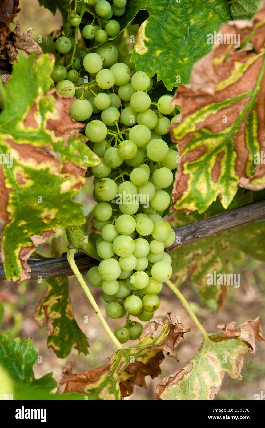 Brandy grapes cognac hi-res stock photography and images - Alamy