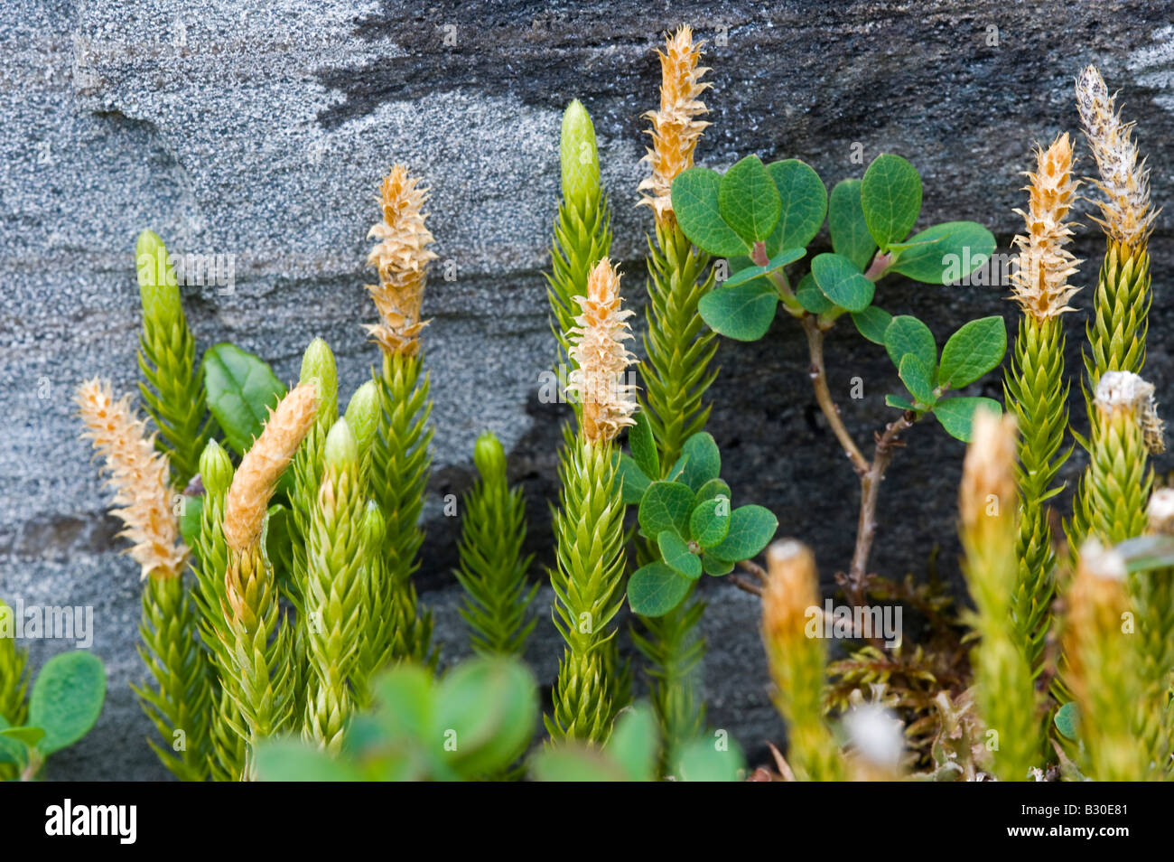 Club Moss (Lycopodium annotinum) & Net-leaved Willow Stock Photo - Alamy
