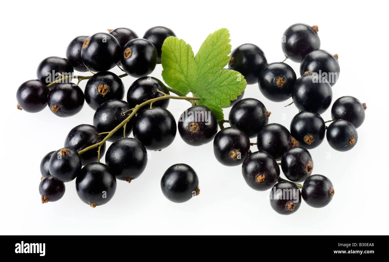 Blackcurrants cassis hi-res stock photography and images - Alamy