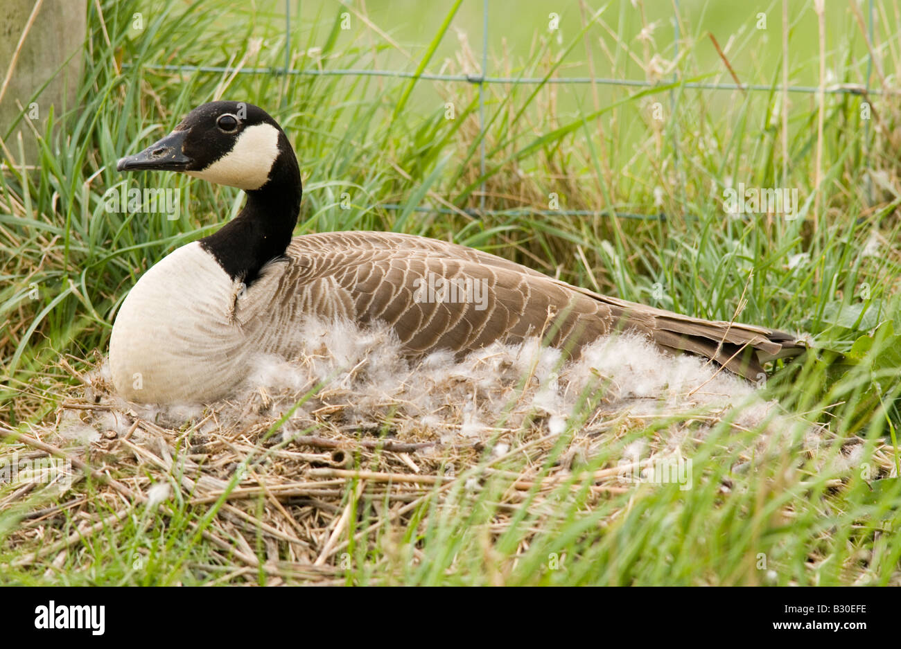 Adult Canada goose, Branta canadensis, on nest with eggs Stock Photo ...
