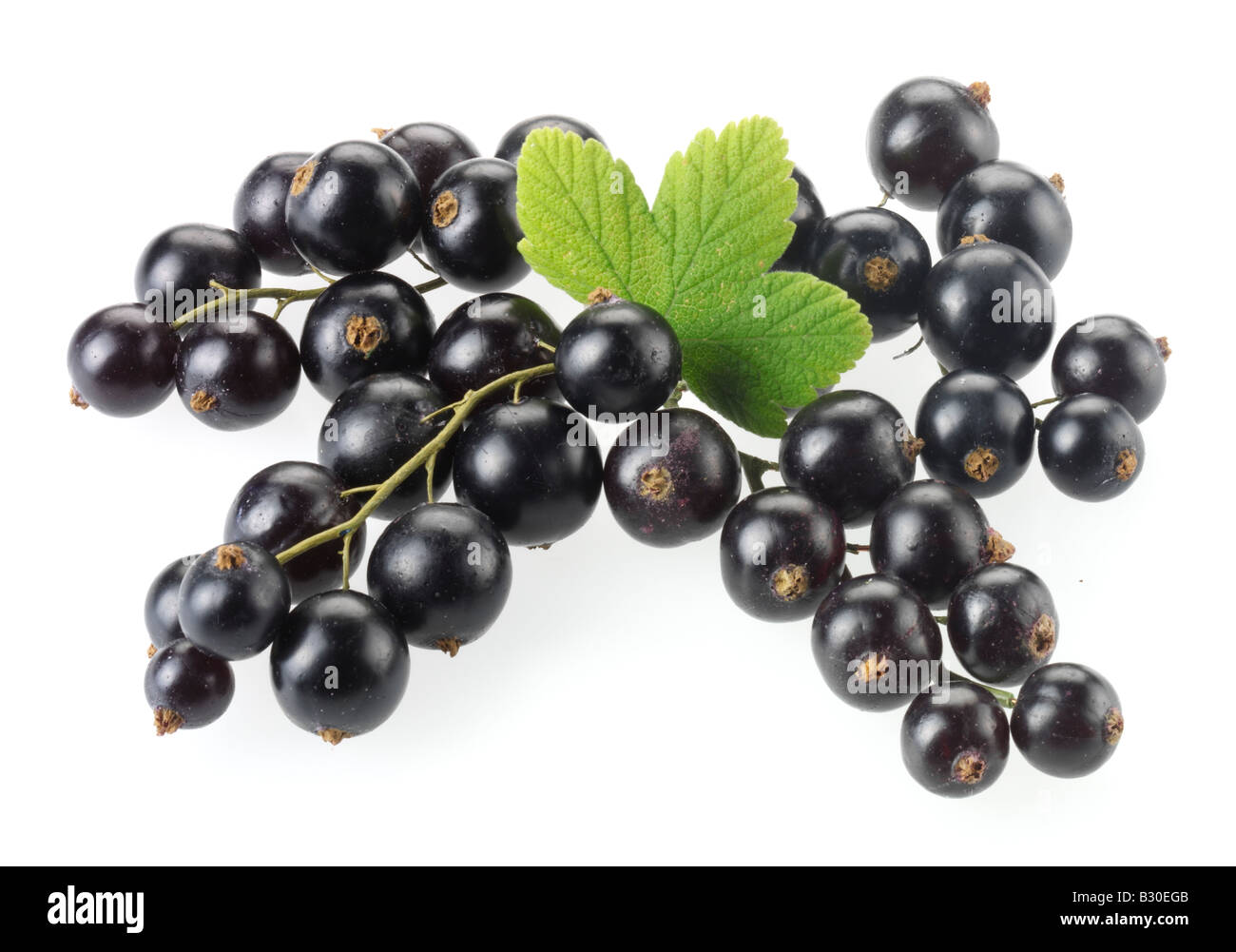 Blackcurrants cassis hi-res stock photography and images - Alamy