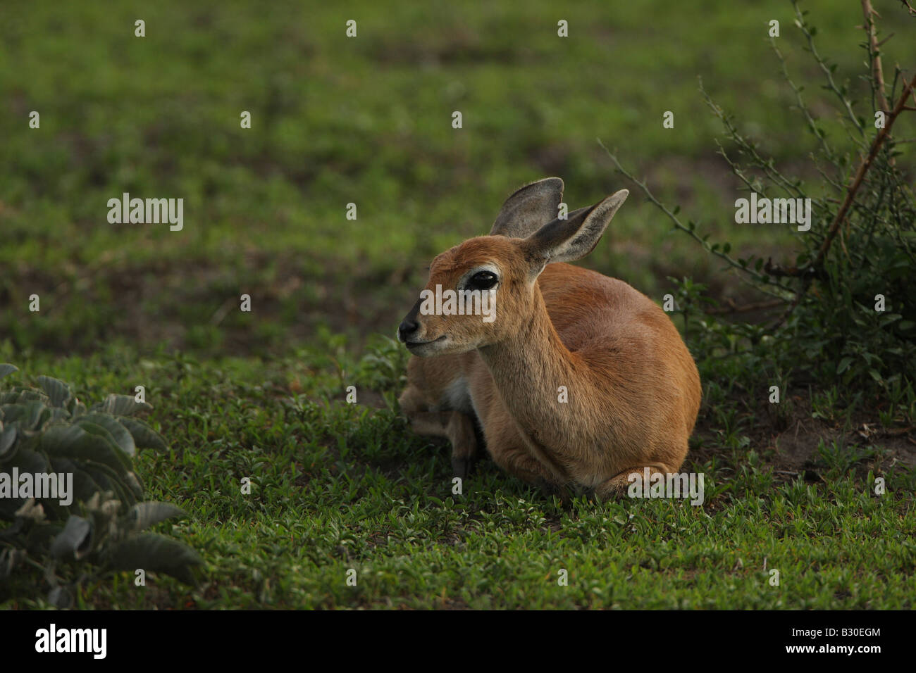 Adult steenbok hi-res stock photography and images - Alamy