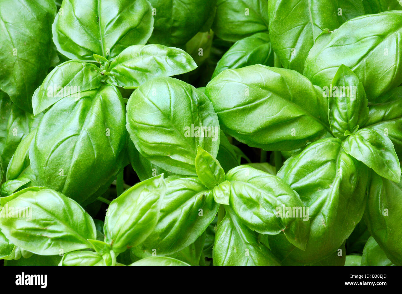Basil plant fresh green herb plant hi-res stock photography and images - Alamy